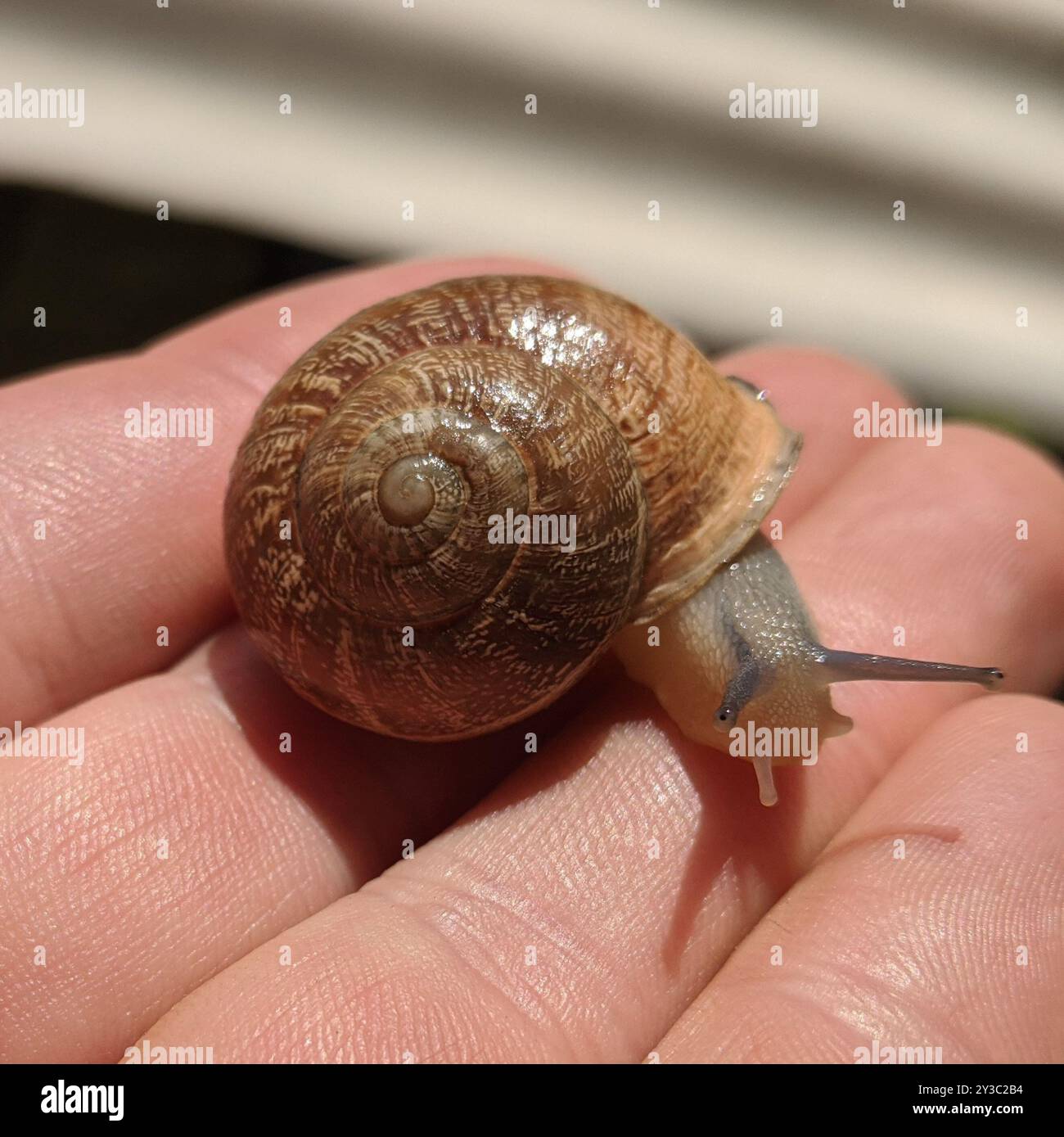 Spanish Snail (Otala punctata) Mollusca Stock Photo - Alamy