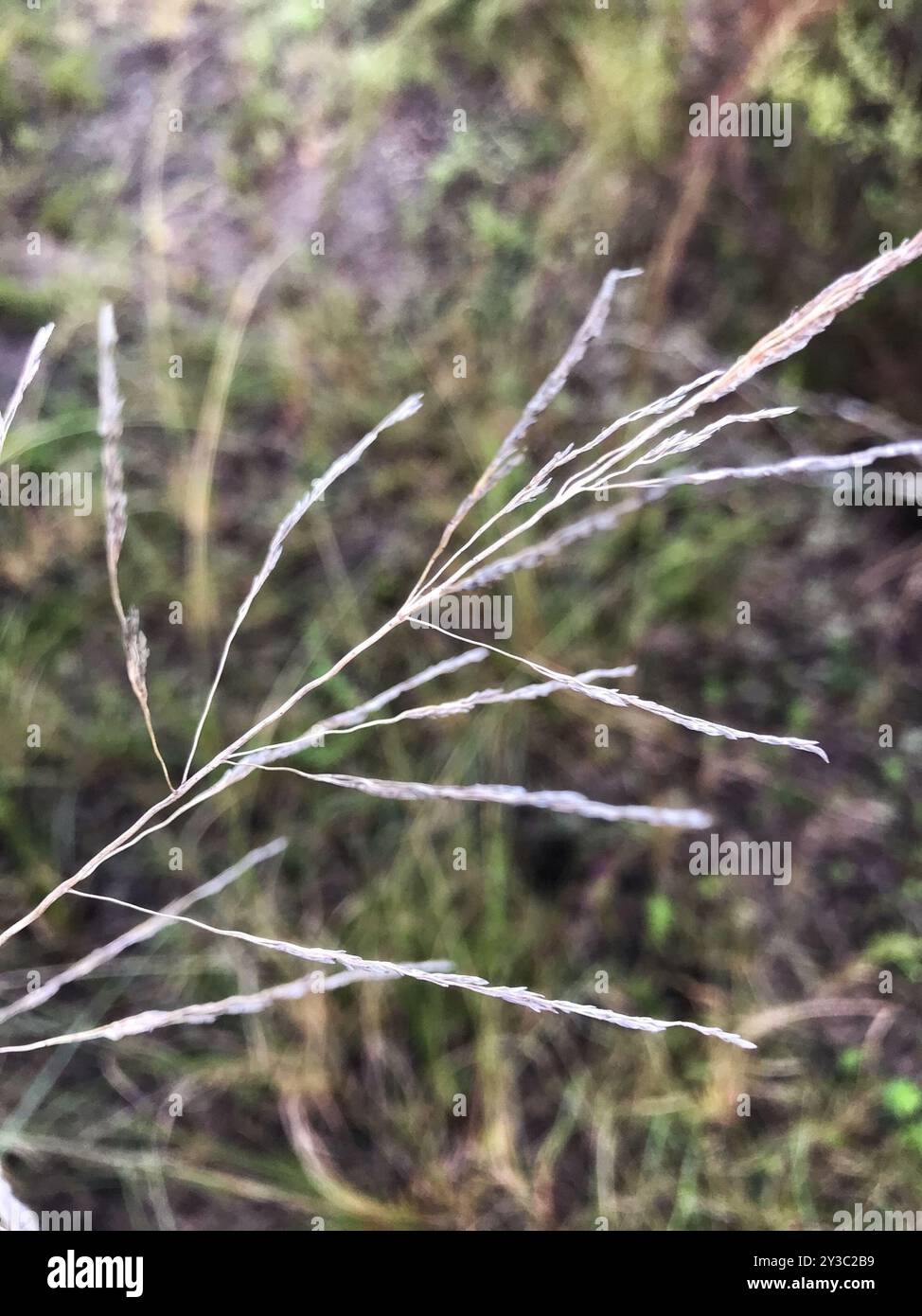 African love grass (Eragrostis curvula) Plantae Stock Photo - Alamy