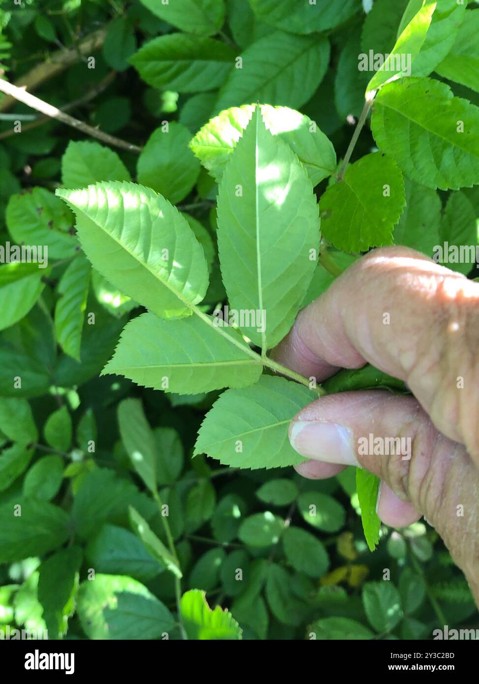 multiflora rose (Rosa multiflora) Plantae Stock Photo - Alamy