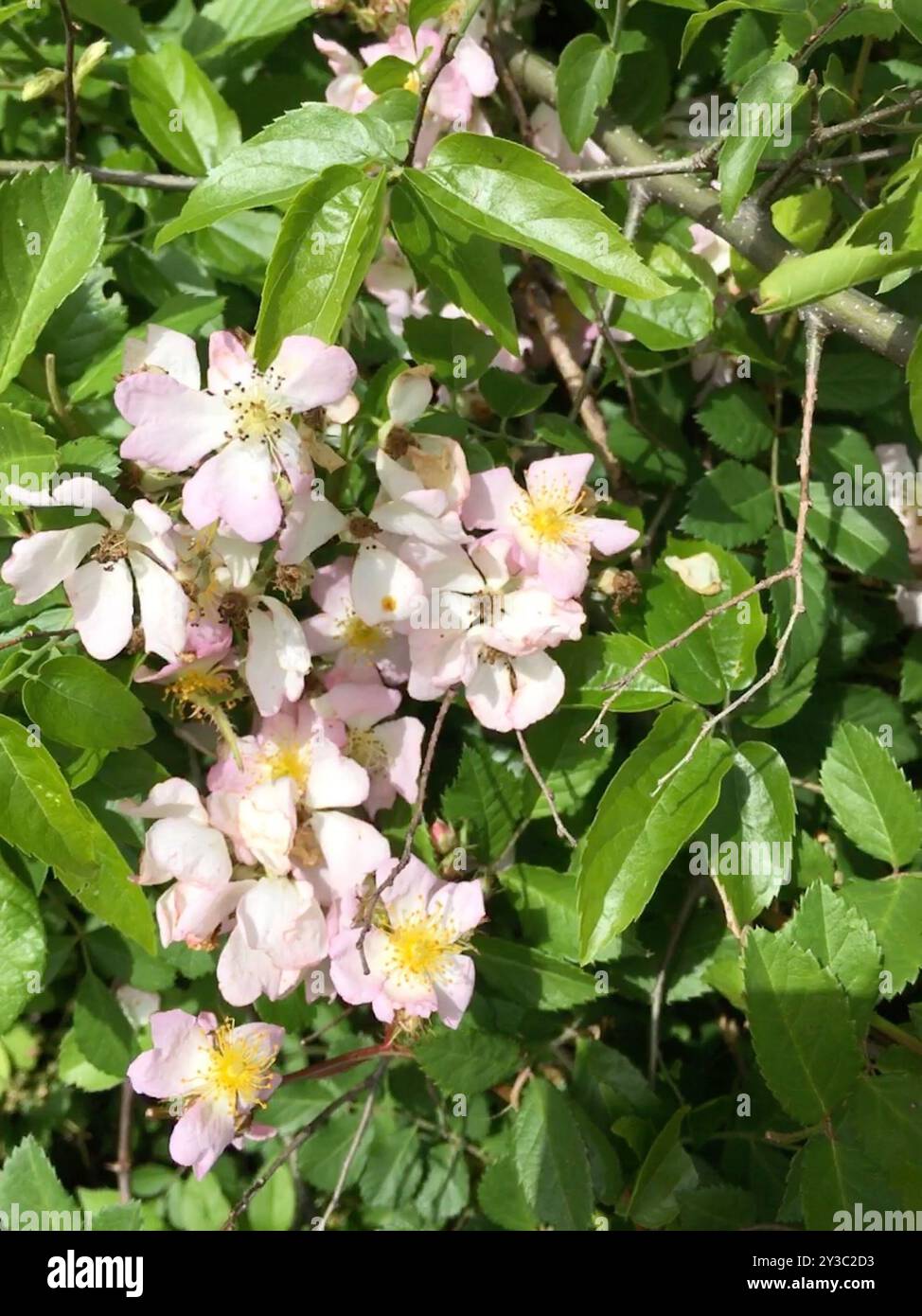 multiflora rose (Rosa multiflora) Plantae Stock Photo - Alamy