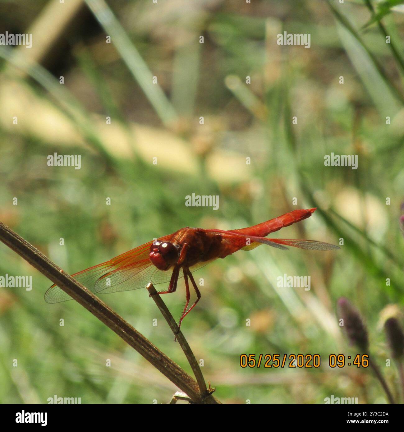 Flame Skimmer (Libellula saturata) Insecta Stock Photo - Alamy