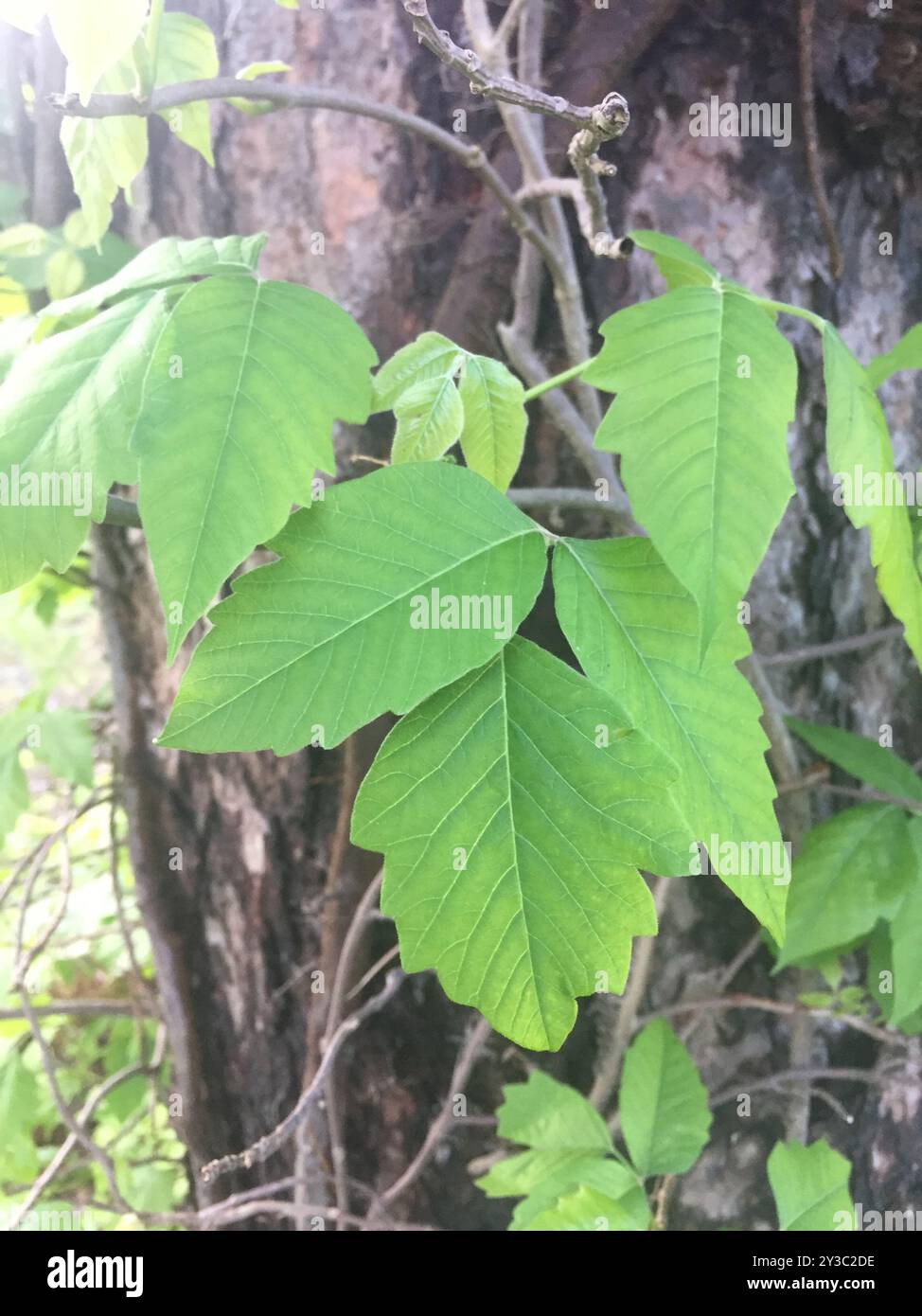eastern poison ivy (Toxicodendron radicans) Plantae Stock Photo - Alamy