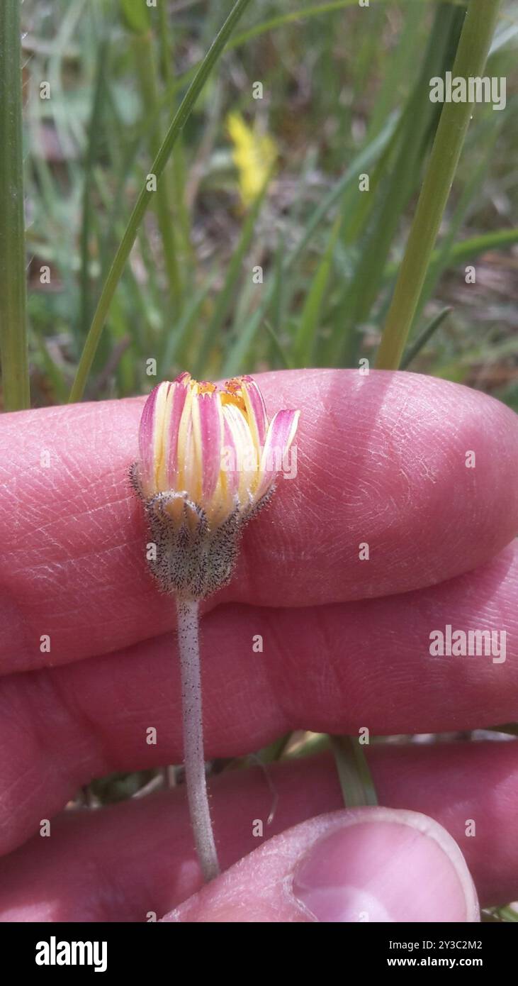 mouse-eared hawkweed (Pilosella officinarum) Plantae Stock Photo - Alamy
