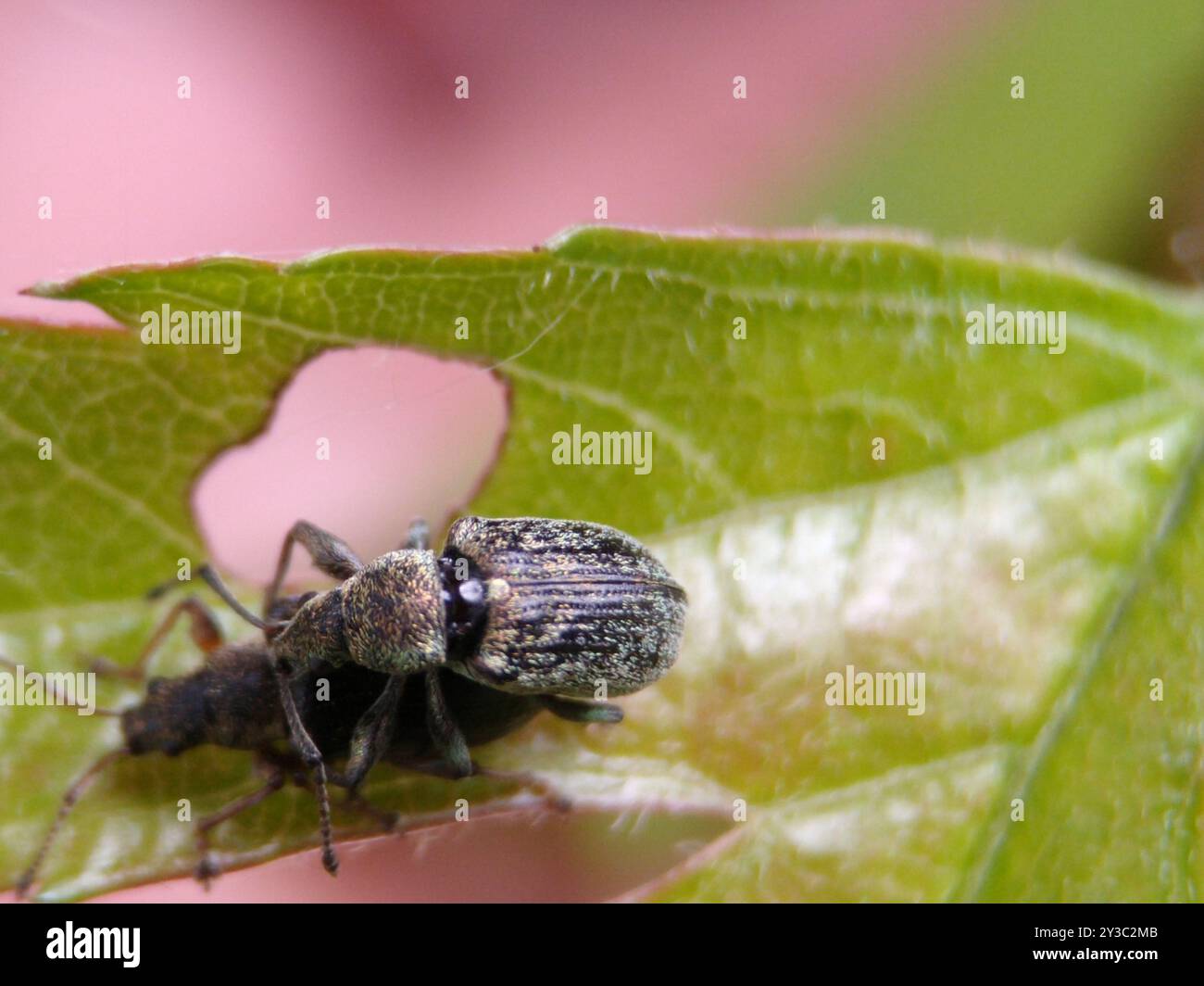 Common Leaf Weevil (Phyllobius pyri) Insecta Stock Photo - Alamy
