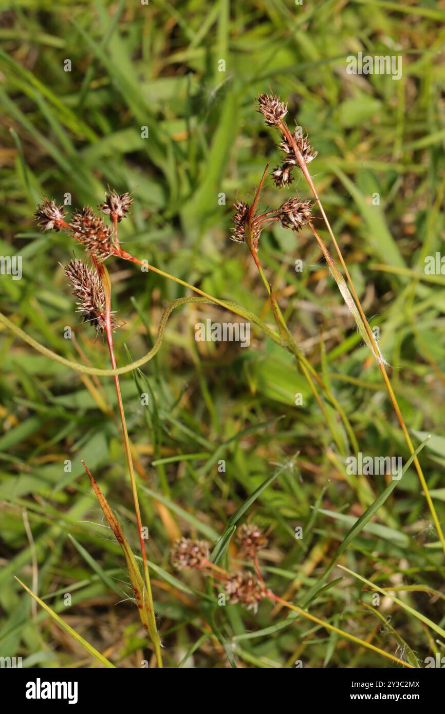 Field woodrush (Luzula campestris) Plantae Stock Photo - Alamy