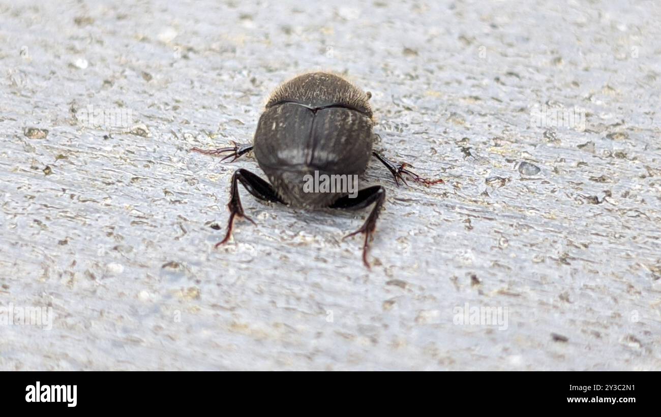 Dung Beetles (Scarabaeinae) Insecta Stock Photo - Alamy