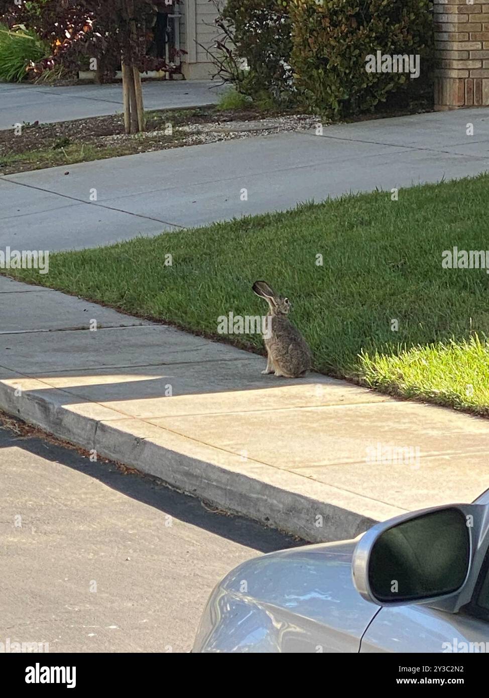 Black-tailed Jackrabbit (Lepus californicus) Mammalia Stock Photo - Alamy