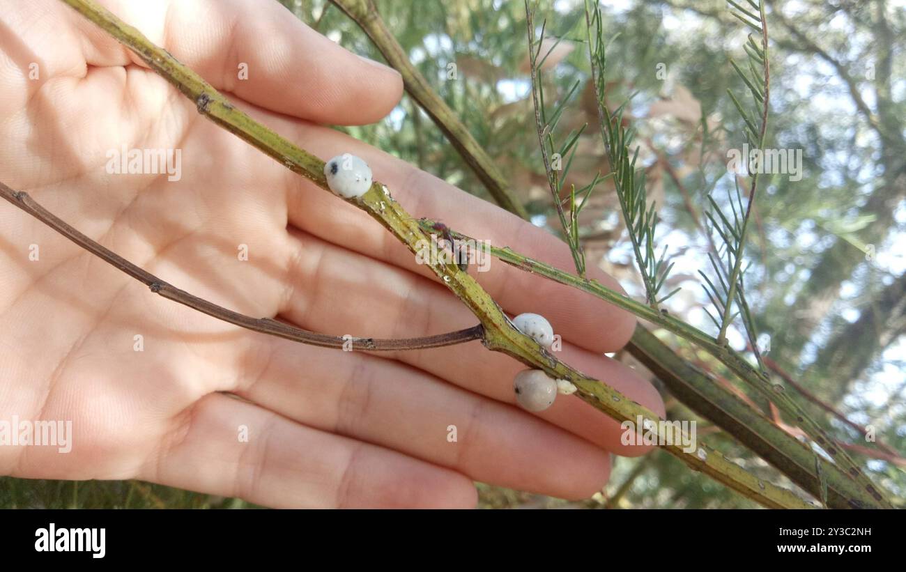 Wattle Tick Scale (Cryptes baccatus) Insecta Stock Photo - Alamy