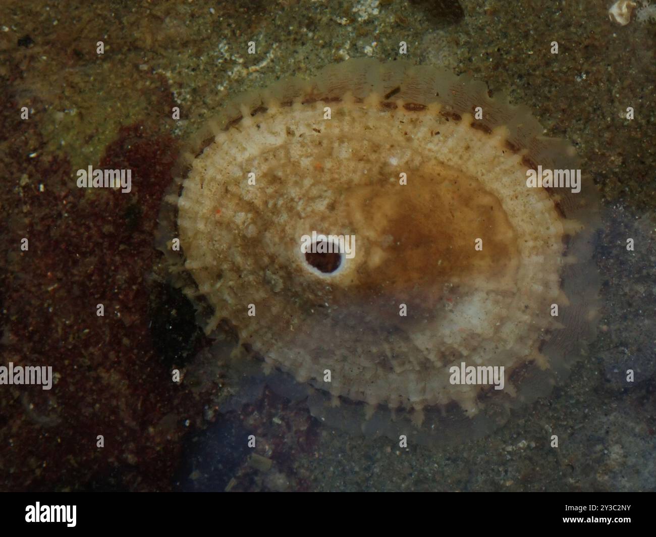 Rough Keyhole Limpet (Diodora aspera) Mollusca Stock Photo - Alamy
