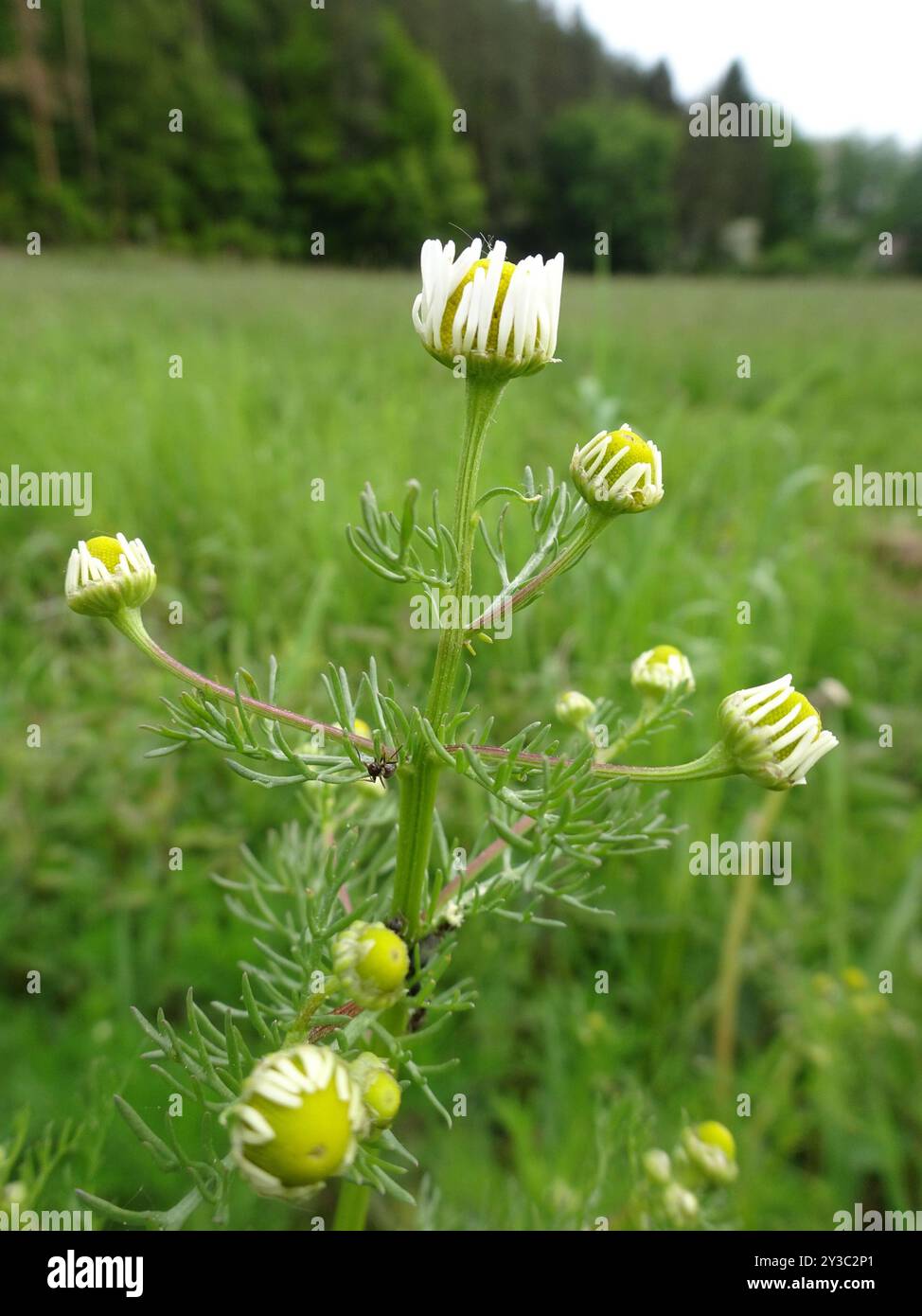 scentless mayweed (Tripleurospermum inodorum) Plantae Stock Photo - Alamy