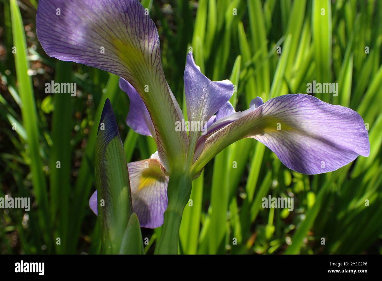 southern blue flag (Iris virginica) Plantae Stock Photo - Alamy