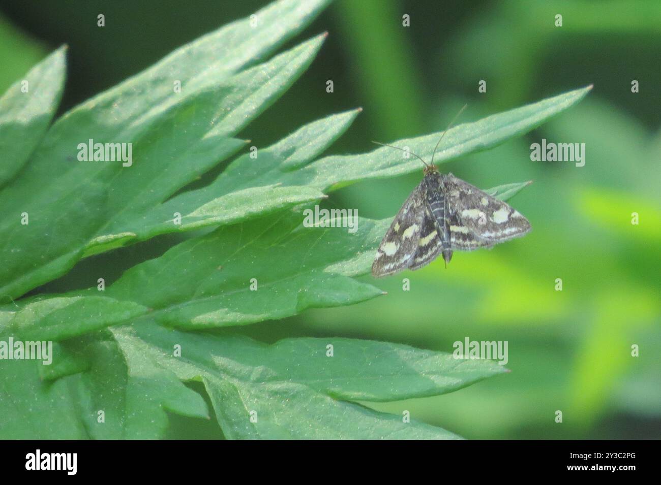 Common Crimson-and-gold Moth (Pyrausta purpuralis) Insecta Stock Photo ...