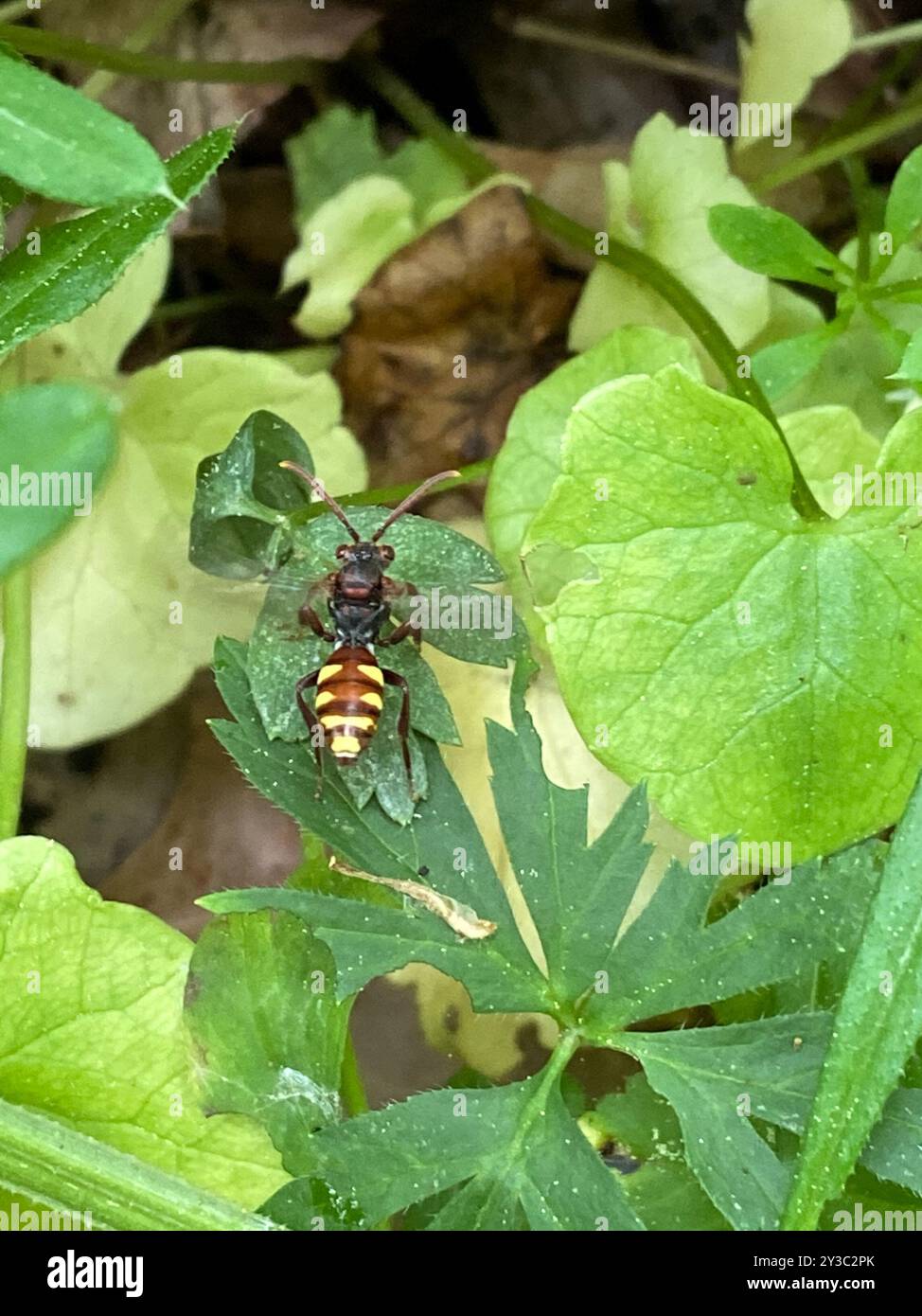 Nomad Bees (Nomada) Insecta Stock Photo - Alamy