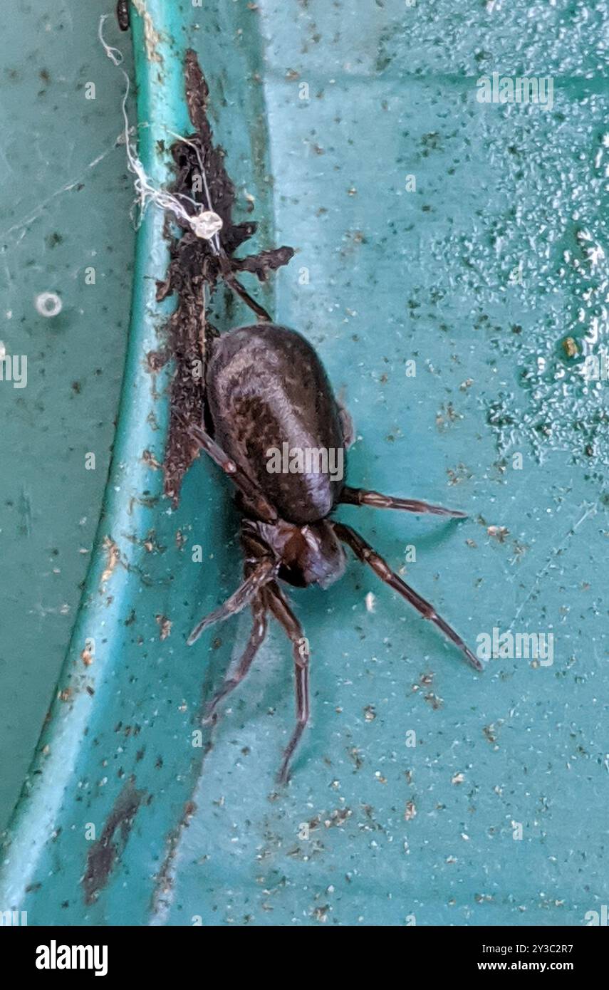 South American Toothed Hacklemesh Weaver (Metaltella simoni) Arachnida ...