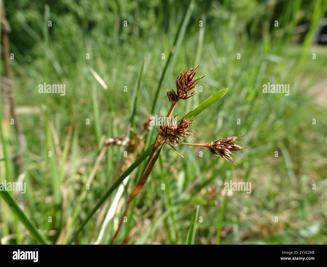 Field woodrush (Luzula campestris) Plantae Stock Photo - Alamy