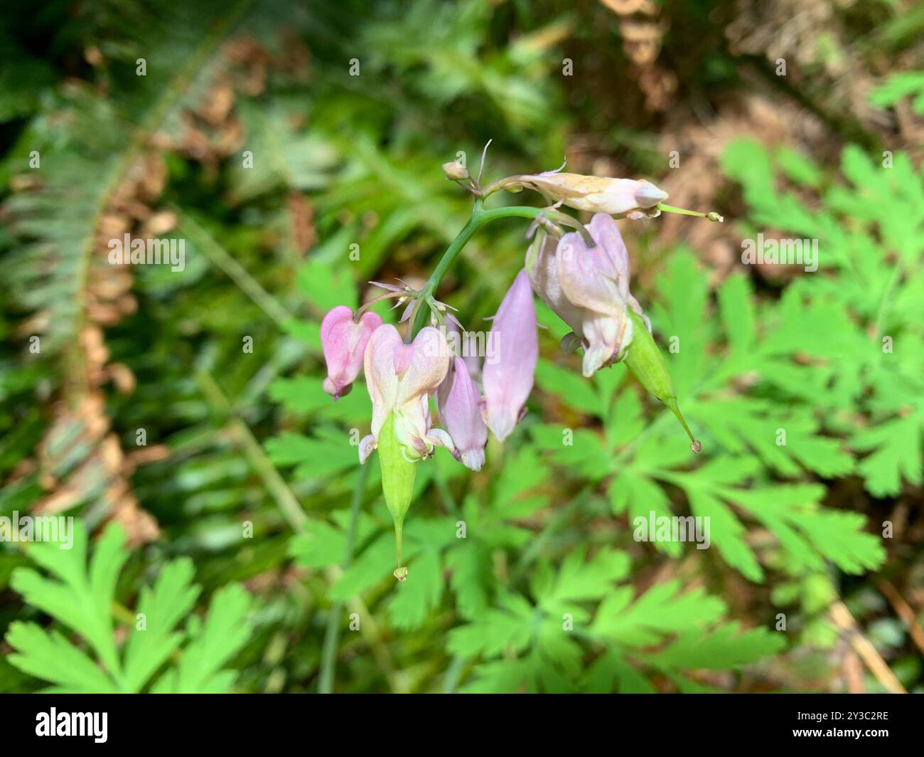 Pacific Bleeding Heart (Dicentra formosa) Plantae Stock Photo - Alamy