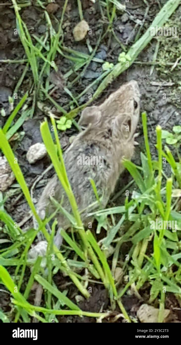 European Wood Mouse (Apodemus sylvaticus) Mammalia Stock Photo - Alamy