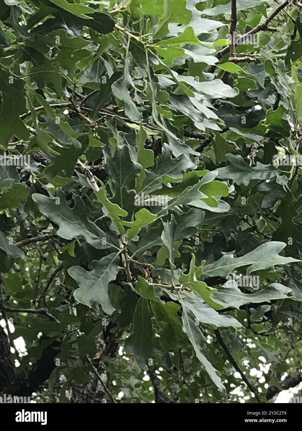 post oak (Quercus stellata) Plantae Stock Photo - Alamy