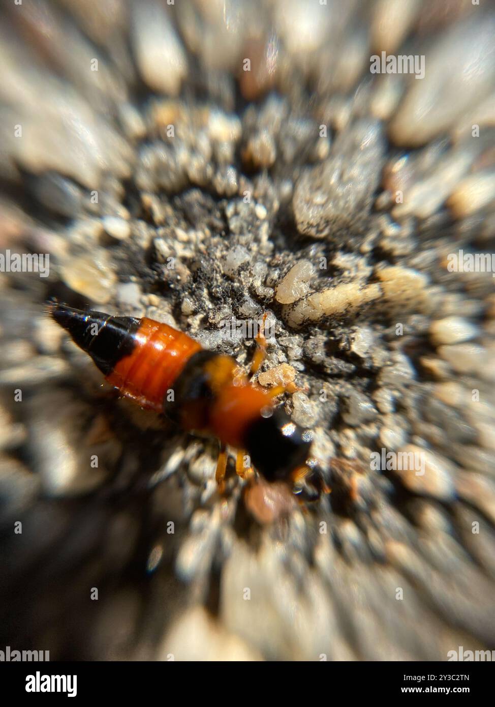 Red Rove Beetle (Oxyporus rufus) Insecta Stock Photo - Alamy