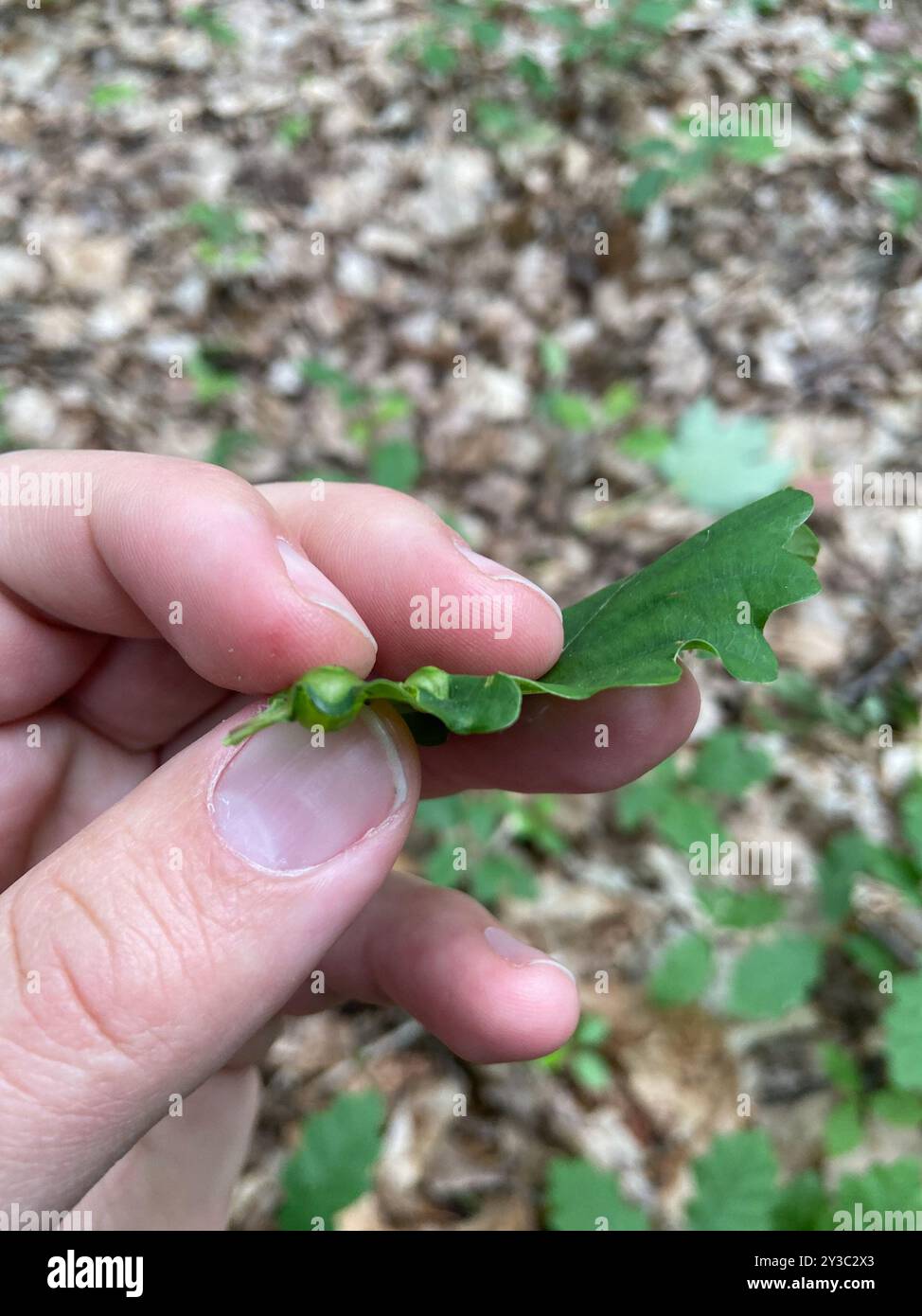 Oak Curved-leaf Gall Wasp (Andricus curvator) Insecta Stock Photo - Alamy
