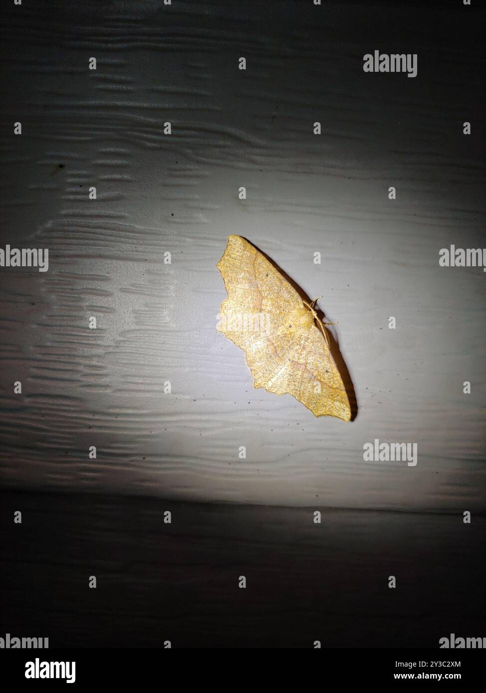 Oak Besma Moth (Besma quercivoraria) Insecta Stock Photo - Alamy