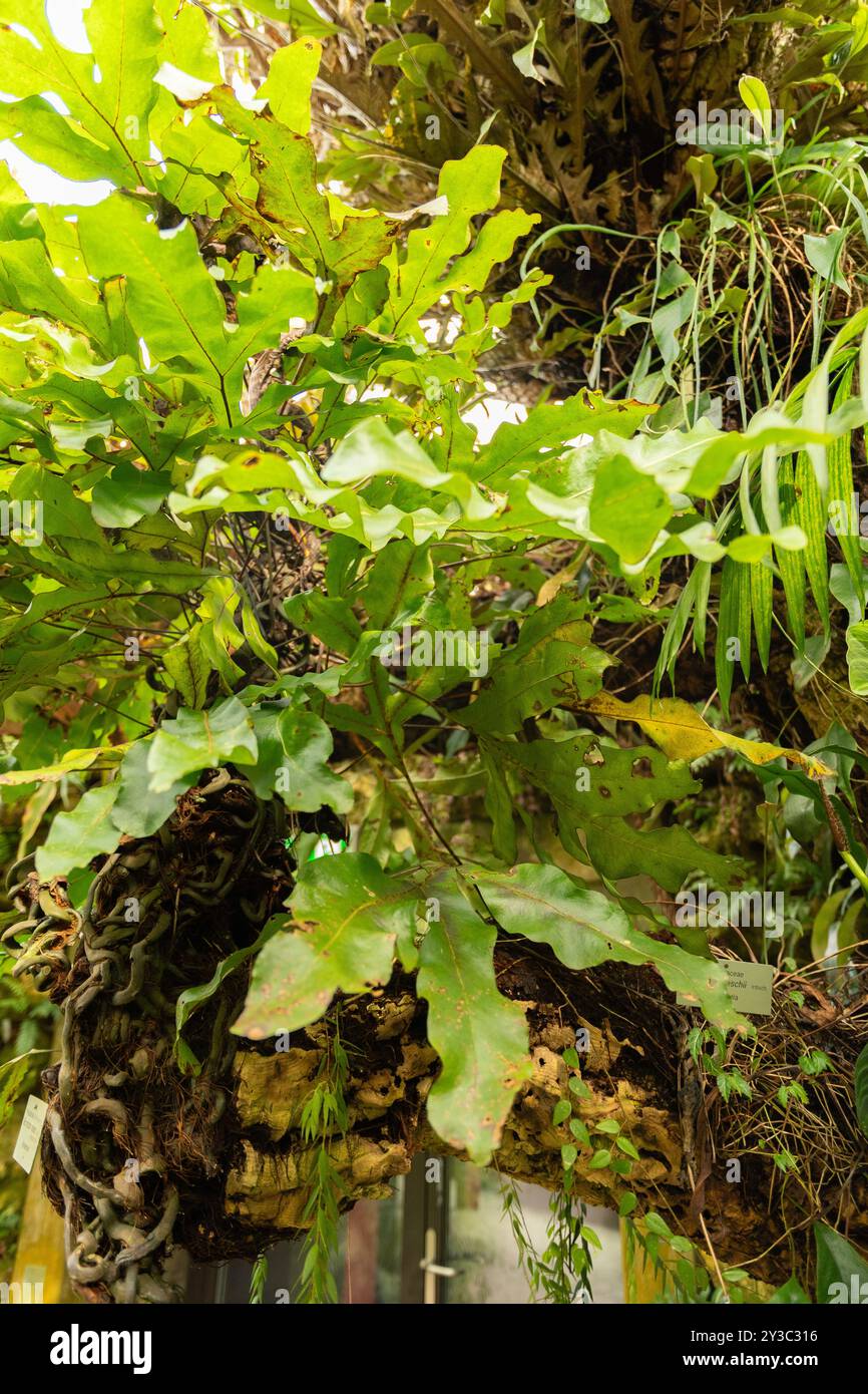 Zurich, Switzerland, March 9, 2024 Microsorum Varians plant at the ...