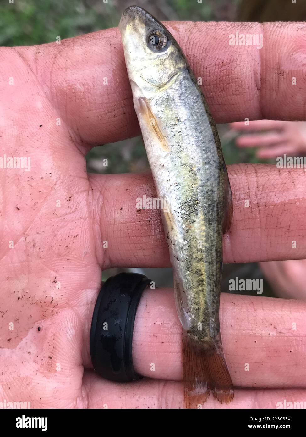White Sucker (Catostomus commersonii) Actinopterygii Stock Photo - Alamy