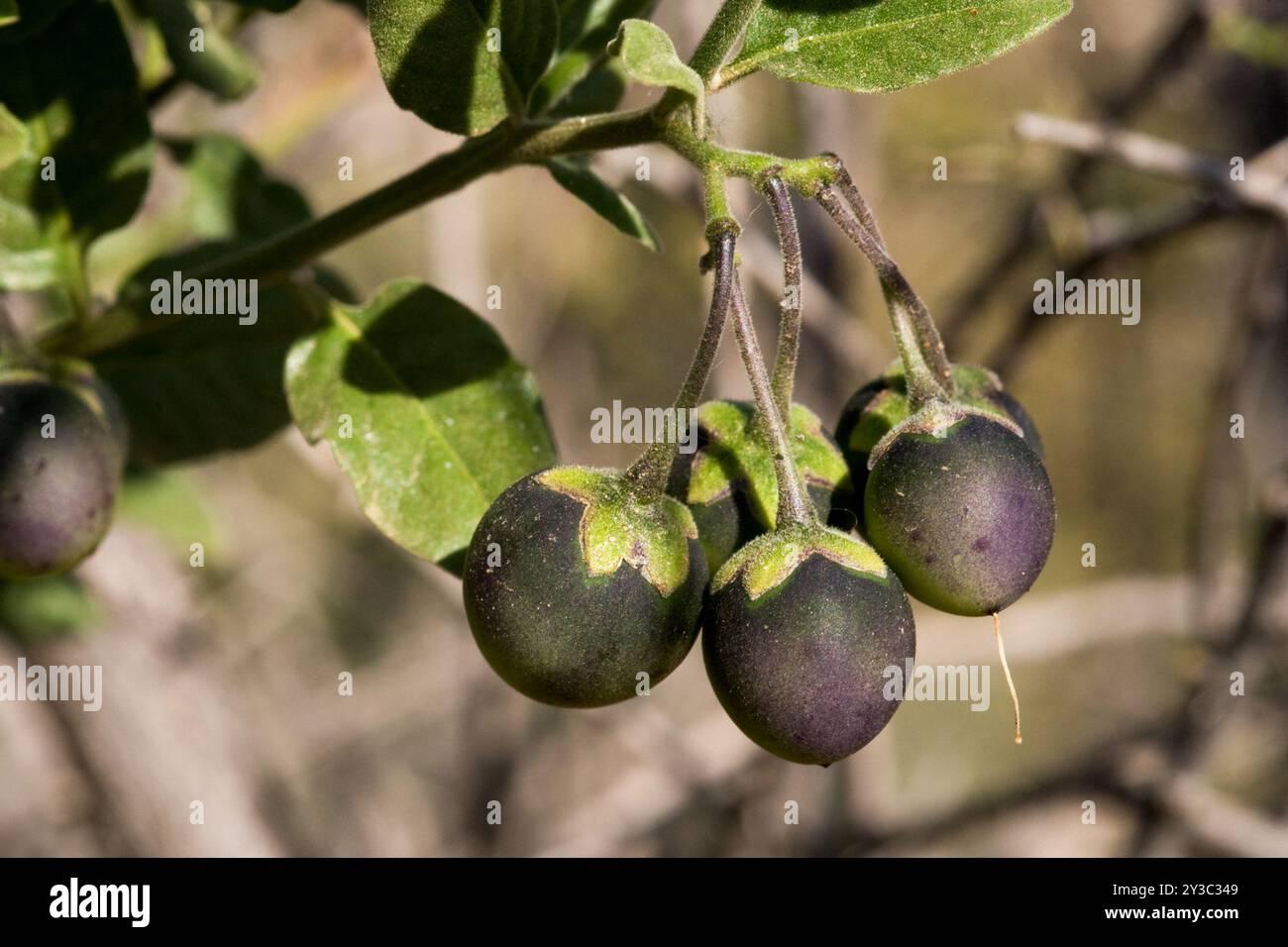 purple nightshade (Solanum xanti) Plantae Stock Photo - Alamy