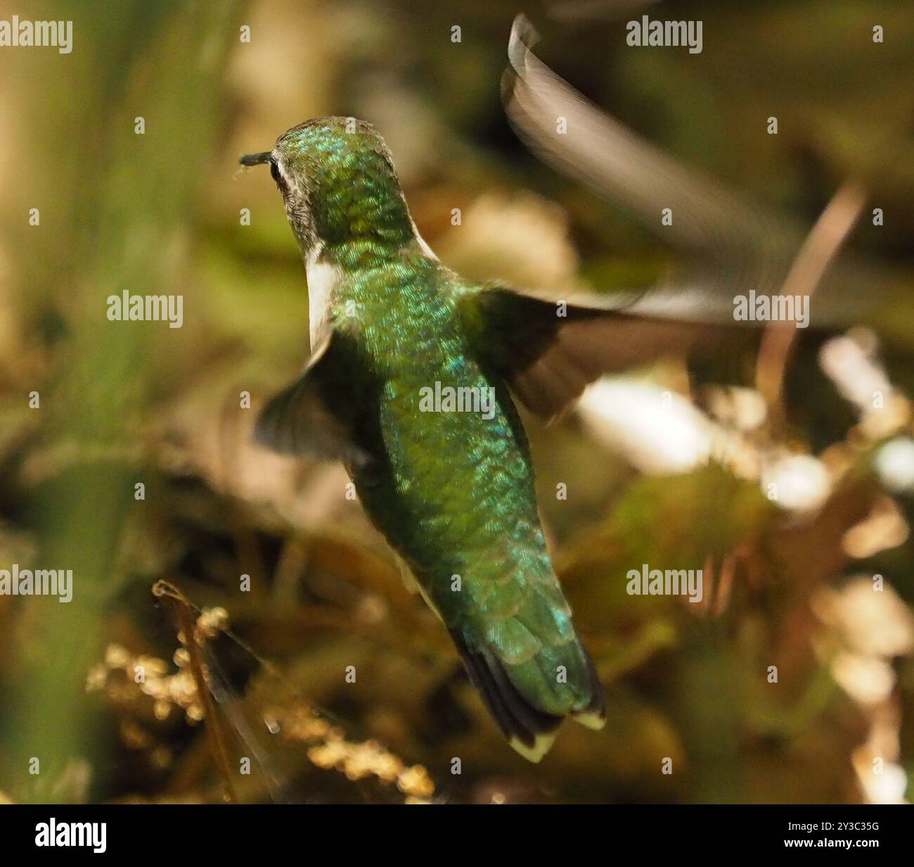 Ruby-throated Hummingbird (Archilochus colubris) Aves Stock Photo - Alamy