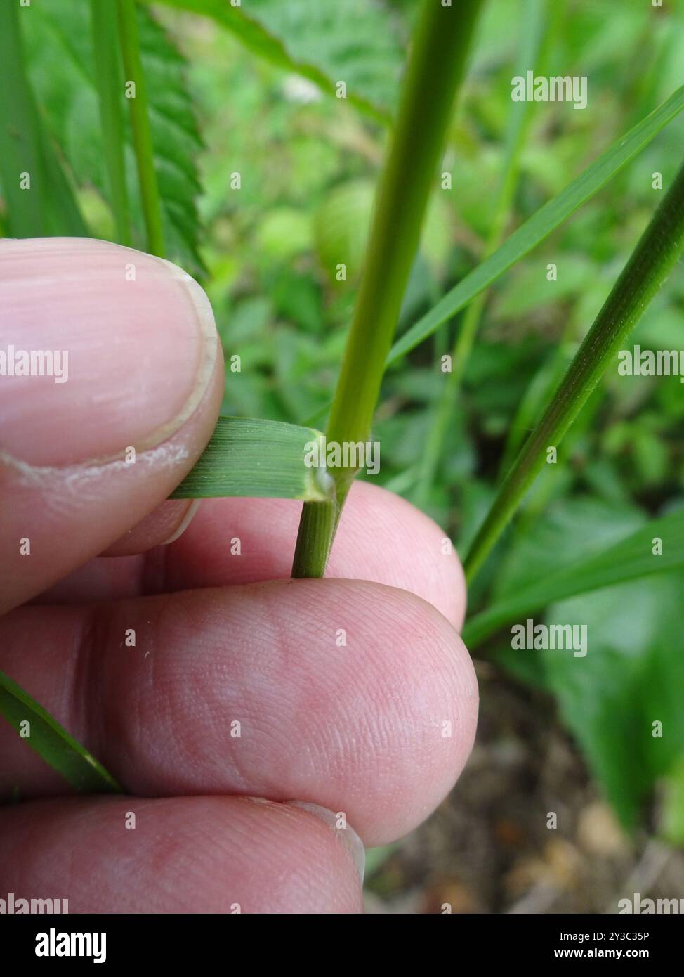 Yellow Oat-grass (Trisetum flavescens) Plantae Stock Photo - Alamy