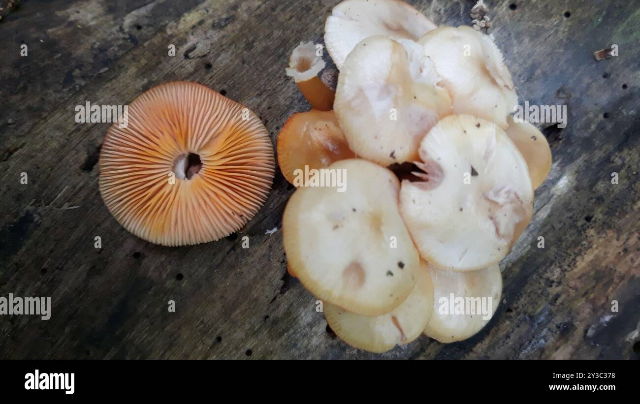 orange mycena (Mycena leaiana) Fungi Stock Photo - Alamy