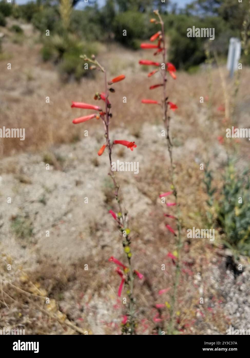 scarlet bugler (Penstemon centranthifolius) Plantae Stock Photo - Alamy