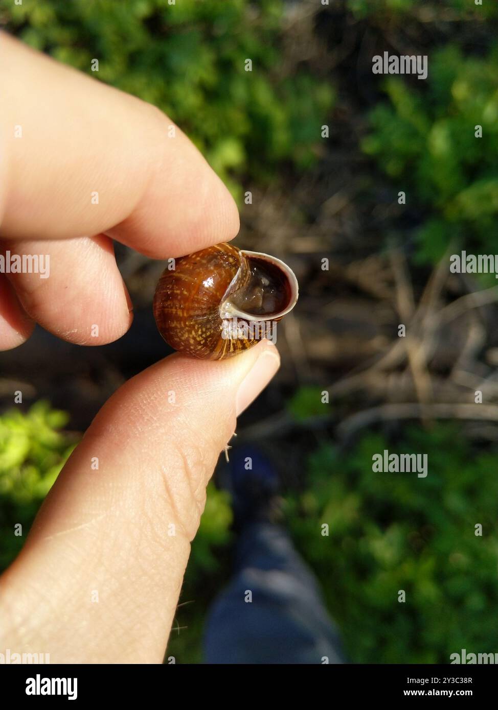 Copse Snail (Arianta arbustorum) Mollusca Stock Photo - Alamy