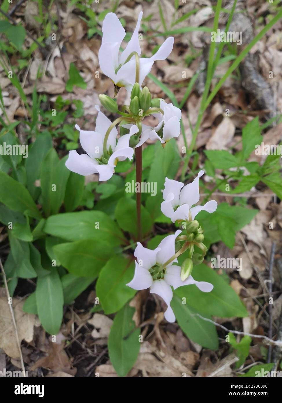 eastern shooting star (Primula meadia) Plantae Stock Photo - Alamy
