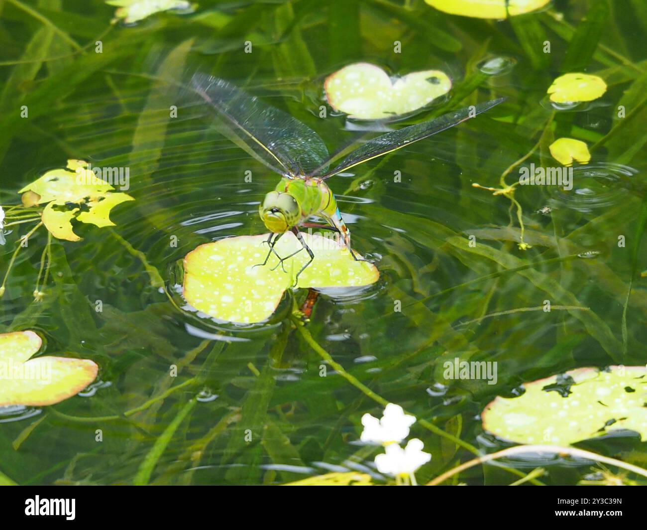 Arrow Emperor (Anax panybeus) Insecta Stock Photo - Alamy