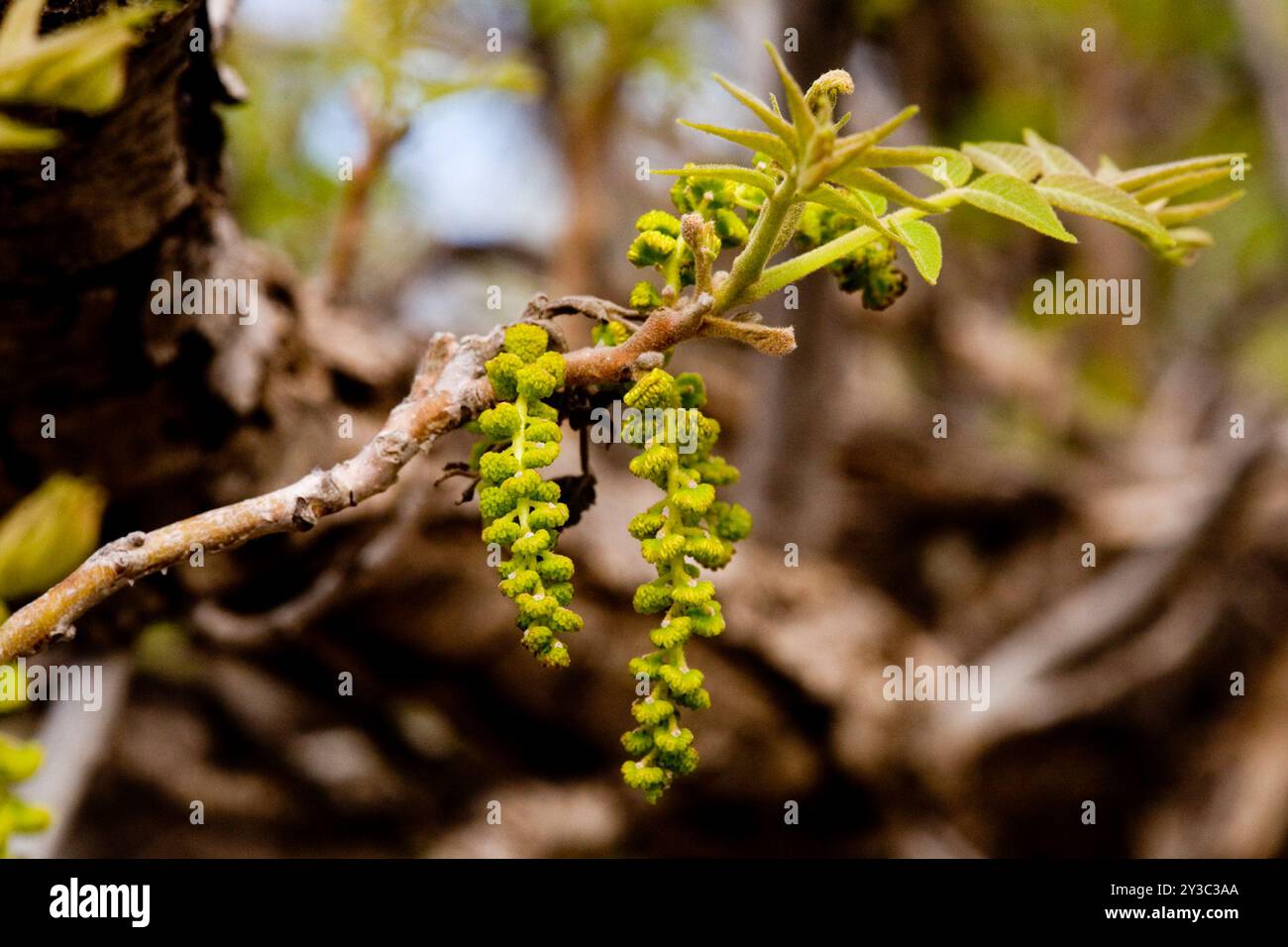 Little Walnut (Juglans microcarpa) Plantae Stock Photo - Alamy