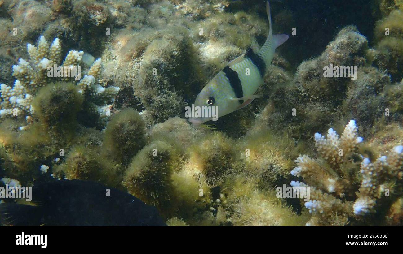 Indian Doublebar Goatfish (Parupeneus trifasciatus) Actinopterygii ...