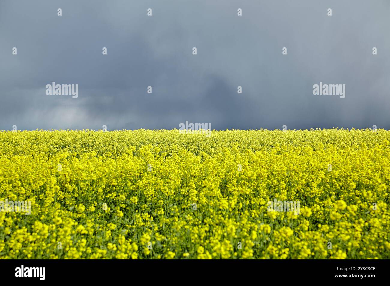Expansive yellow canola field stretches under a dramatic dark cloudy ...