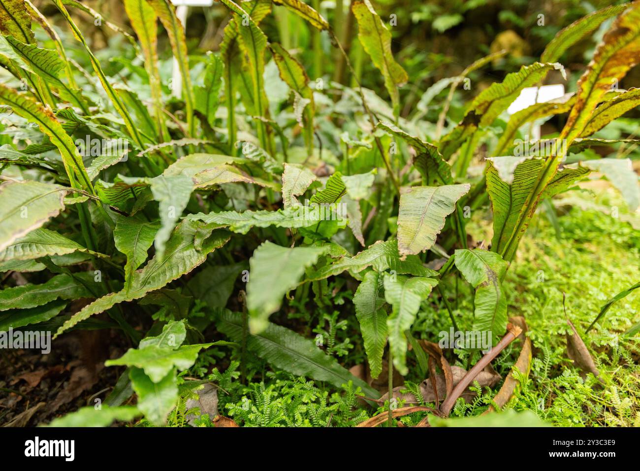 Zurich, Switzerland, March 9, 2024 Leptochilus Decurrens plant at the ...