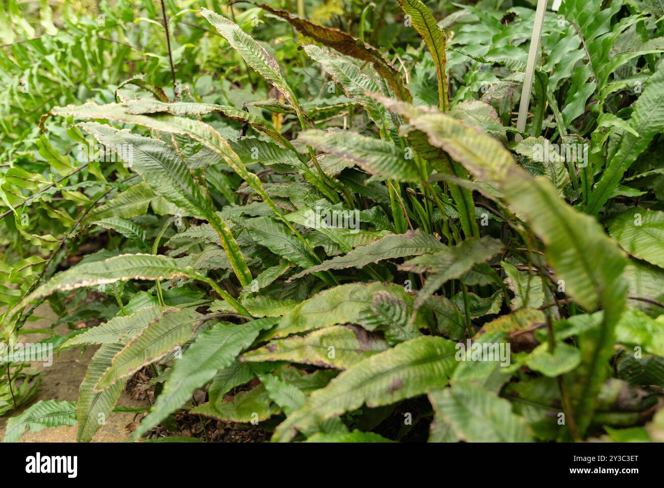 Zurich, Switzerland, March 9, 2024 Leptochilus Decurrens plant at the ...