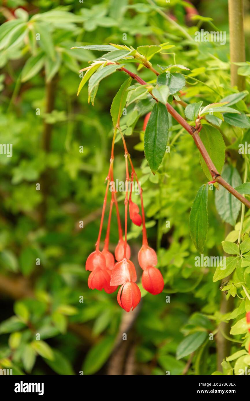 Zurich, Switzerland, March 9, 2024 Begonia Fuchsioides plant at the ...