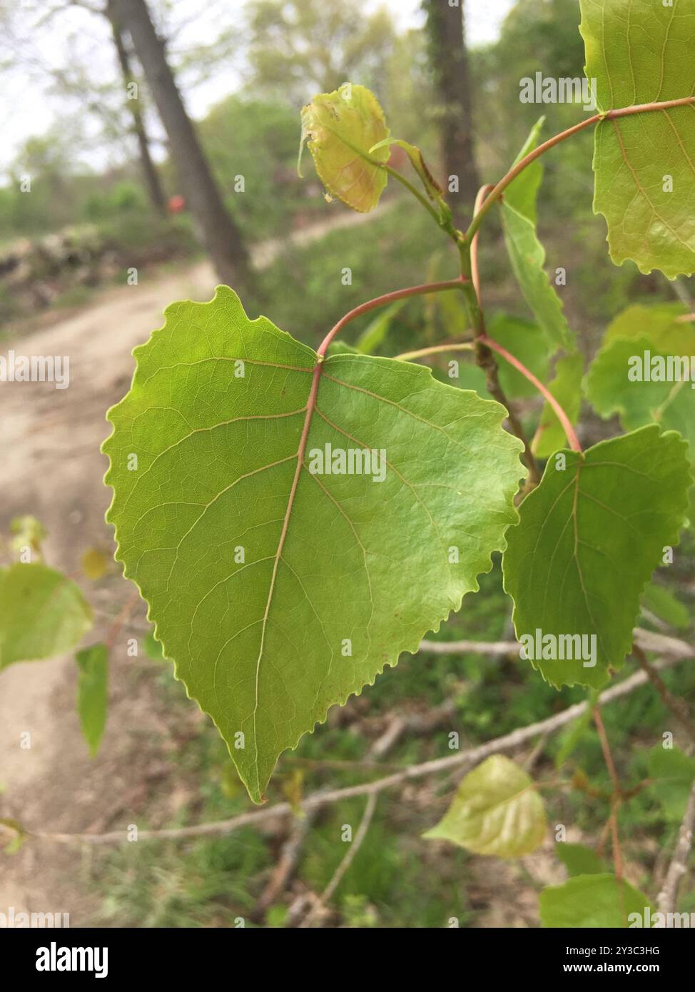 Eastern Cottonwood (Populus deltoides) Plantae Stock Photo - Alamy
