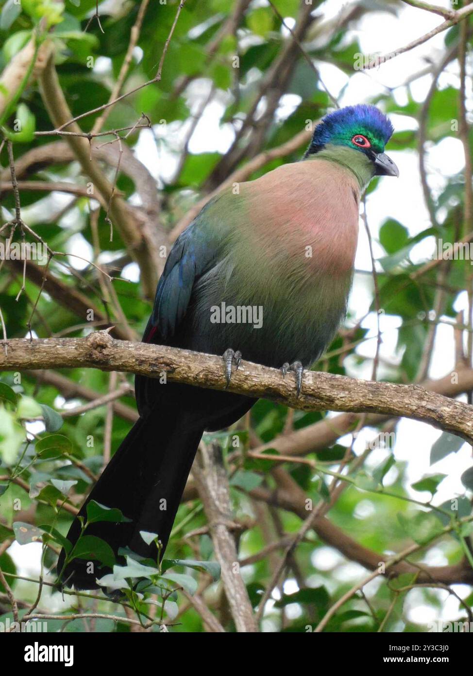 Southern Purple-crested Turaco (Gallirex porphyreolophus ...