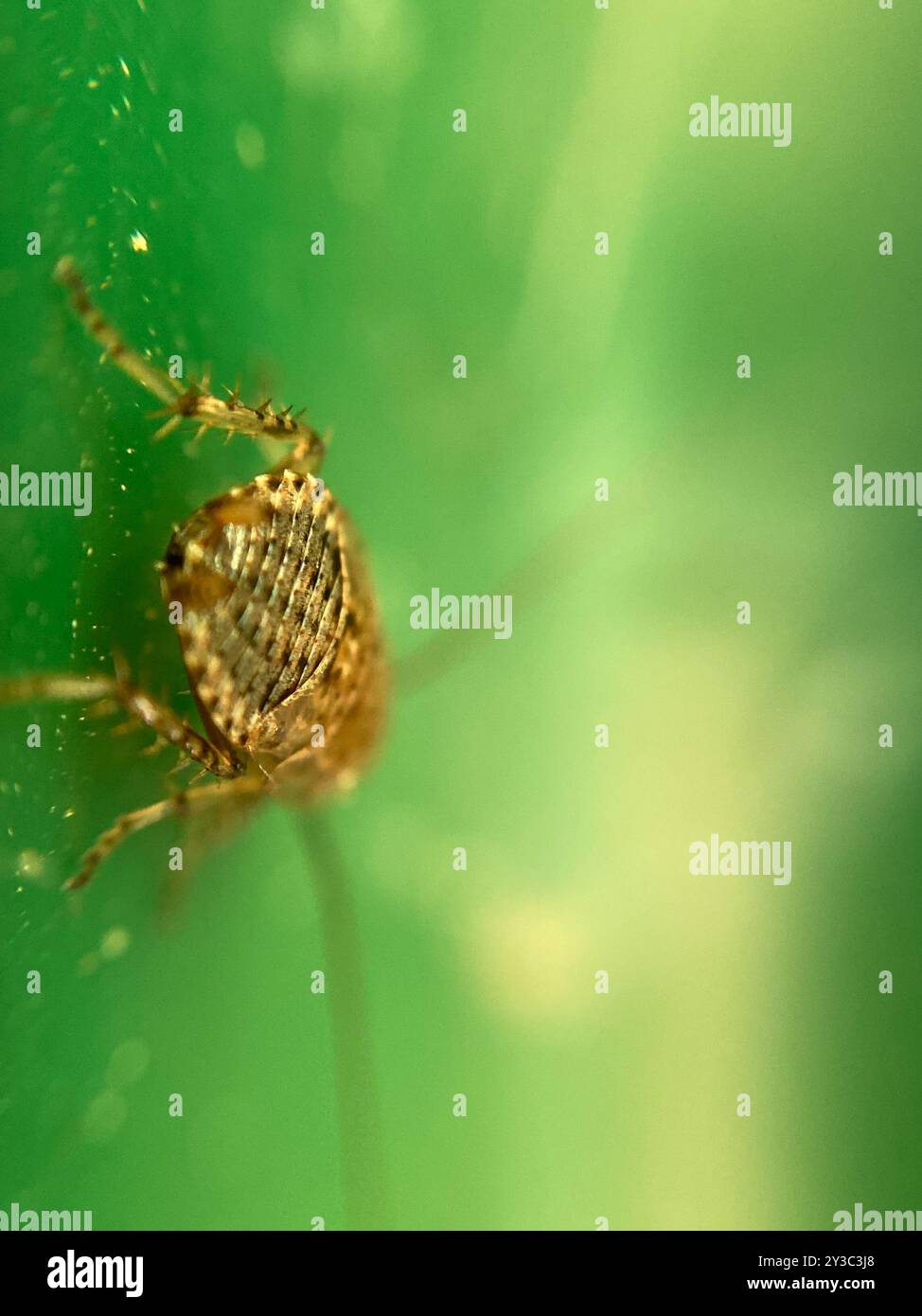 Dusky Cockroach (Ectobius lapponicus) Insecta Stock Photo - Alamy