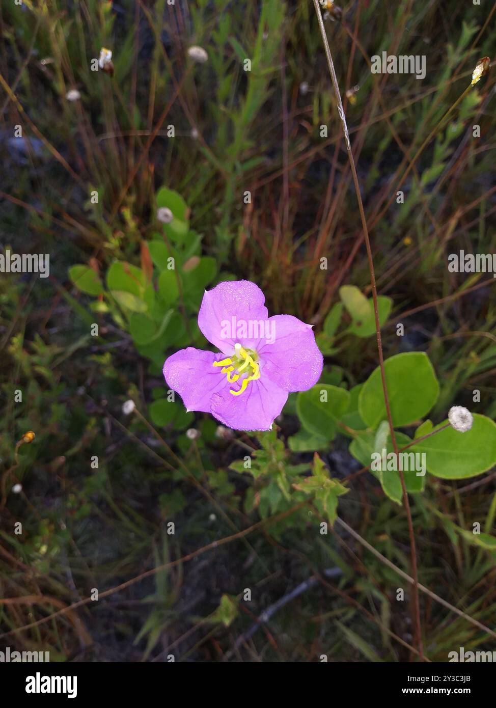 Meadowbeauties (Rhexia) Plantae Stock Photo - Alamy