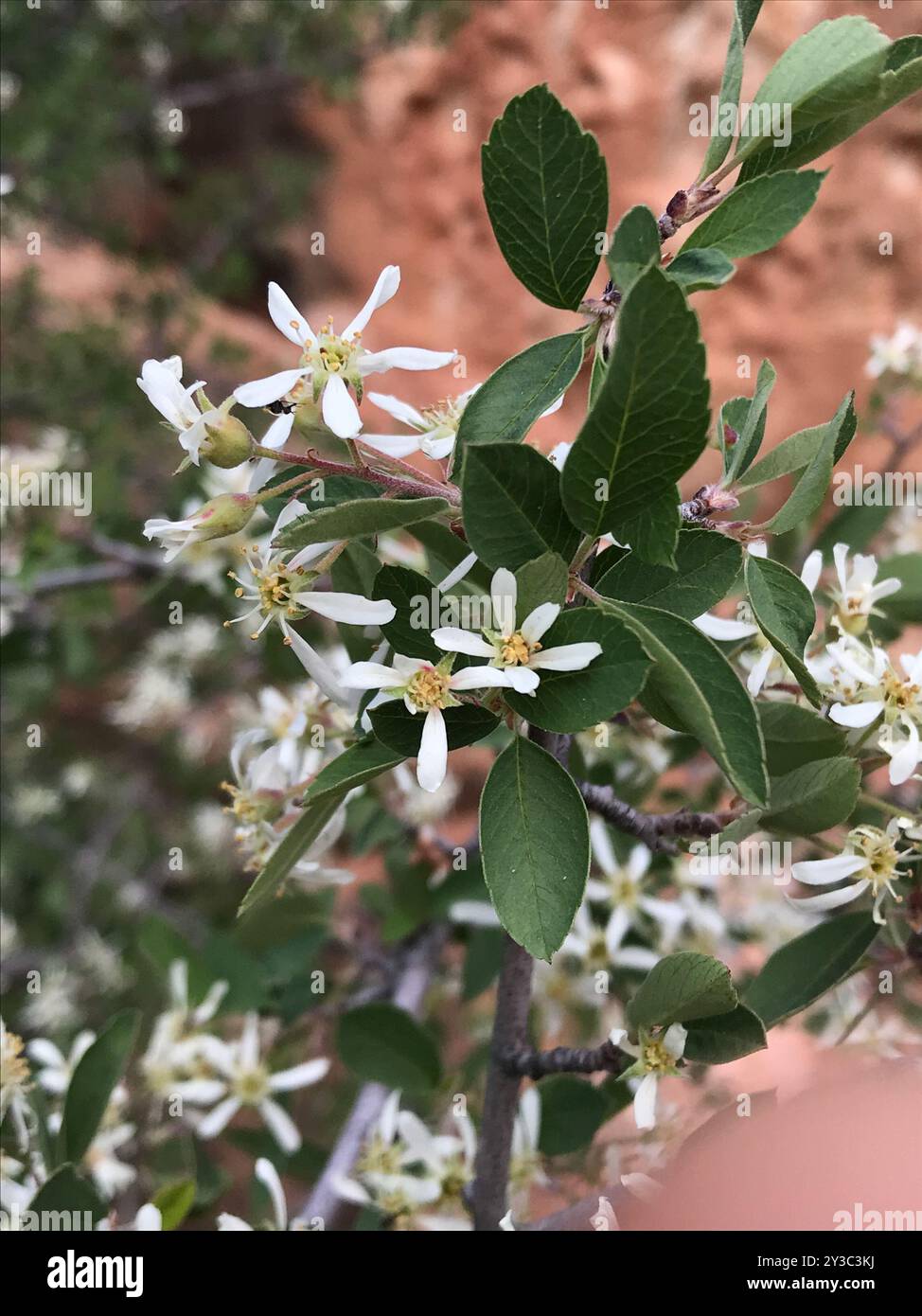 Utah Serviceberry (Amelanchier utahensis) Plantae Stock Photo - Alamy