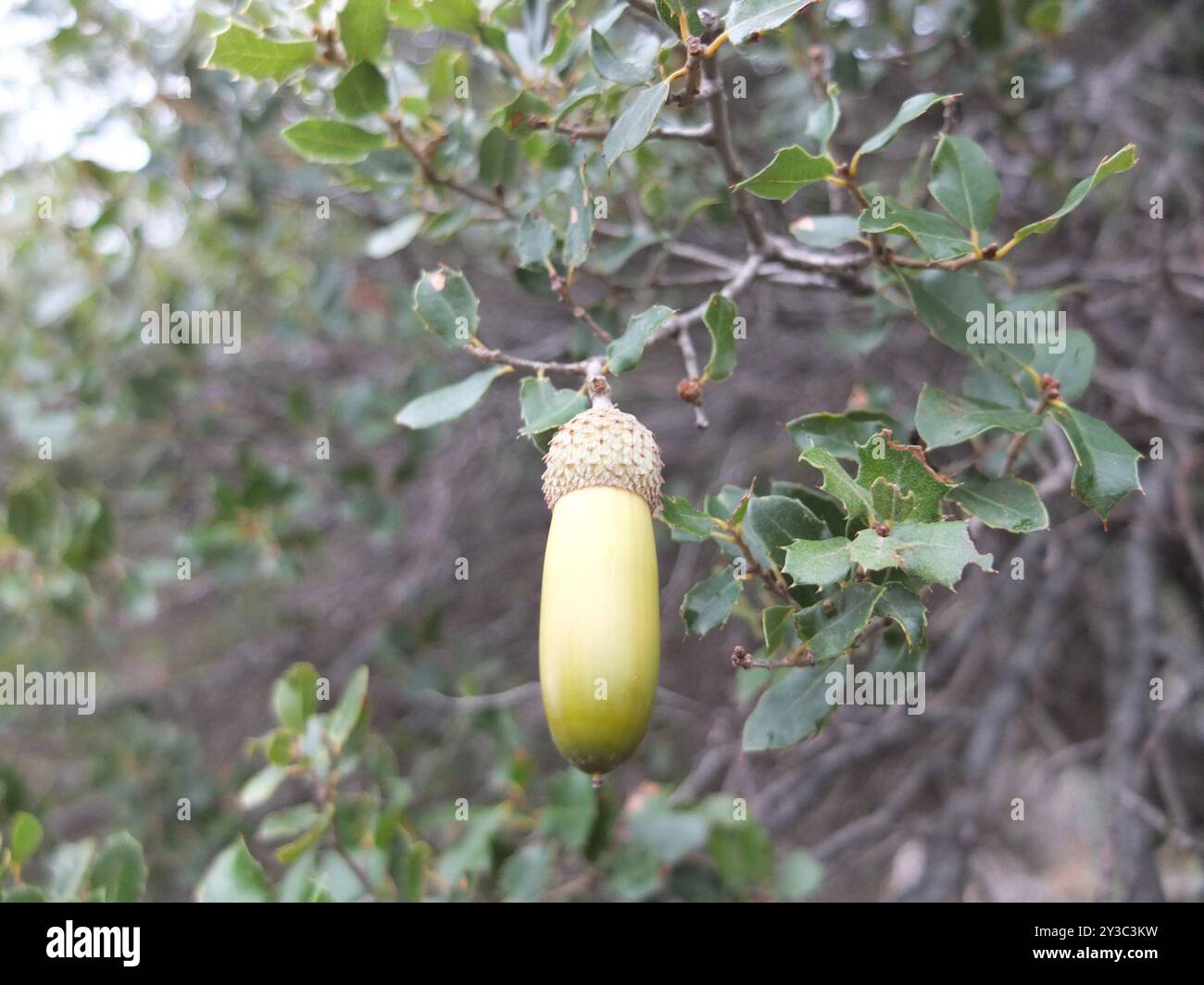 Kermes oak (Quercus coccifera) Plantae Stock Photo - Alamy