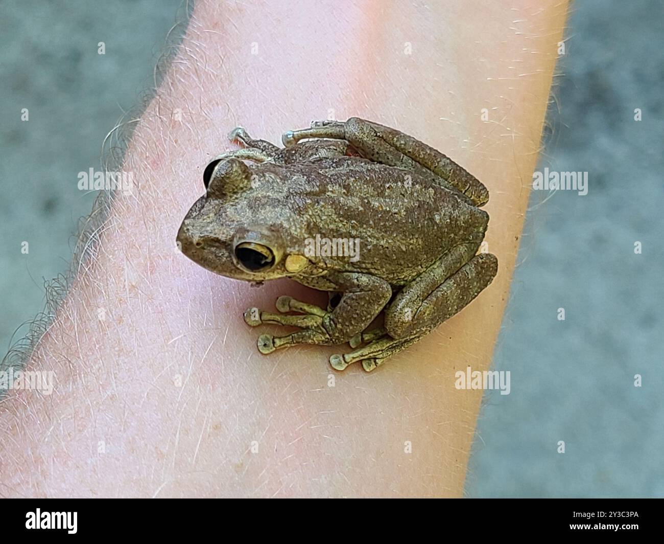 Cuban Tree Frog (Osteopilus septentrionalis) Amphibia Stock Photo - Alamy