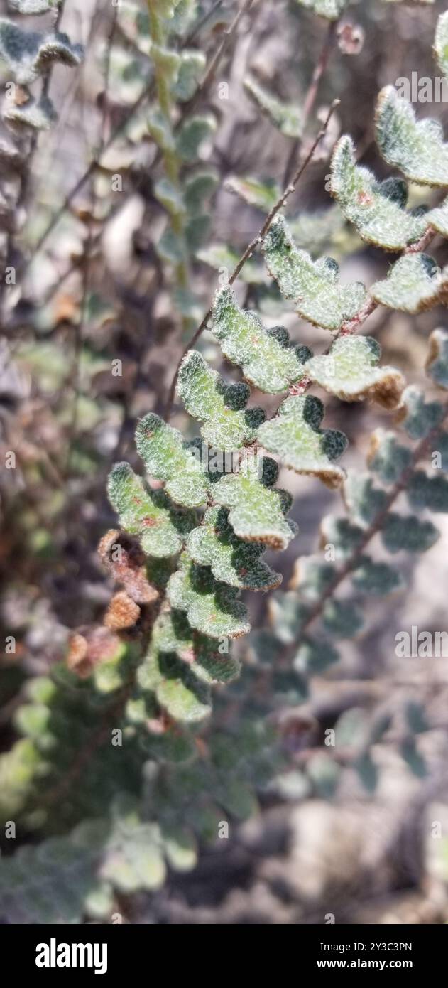Hybrid Cloakfern (Astrolepis integerrima) Plantae Stock Photo - Alamy