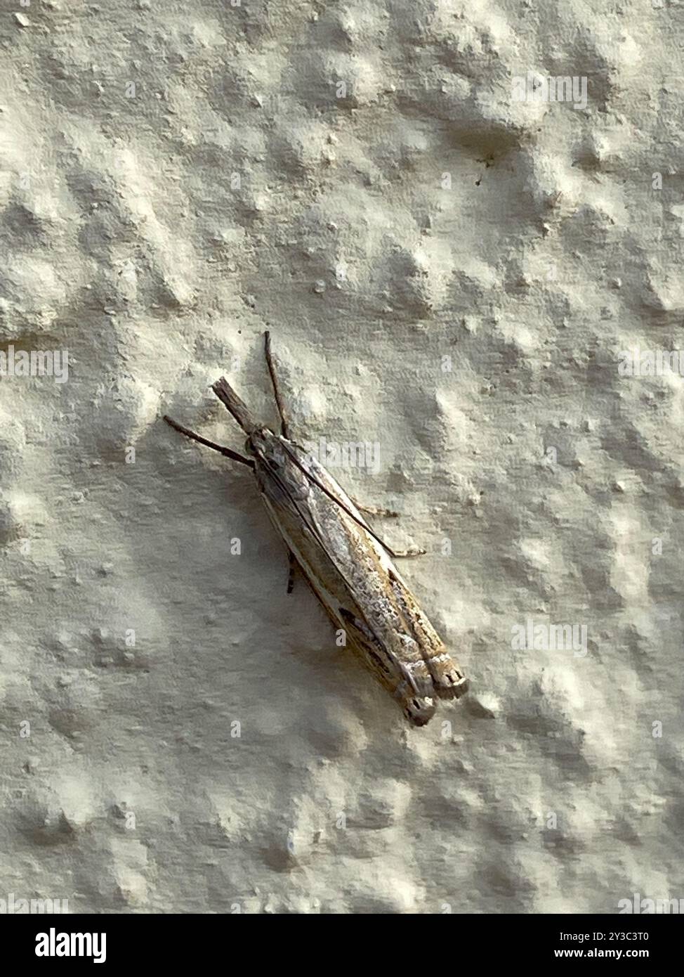 Hook-streaked Grass-veneer (Crambus lathoniellus) Insecta Stock Photo ...
